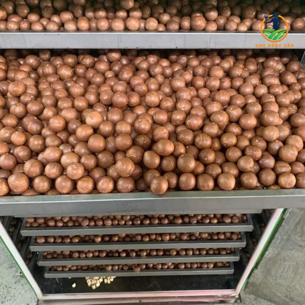 Hạt Macca Sấy Nguyên Vị 500g - Size Đại (27~30mm) - Anh Nông Dân
