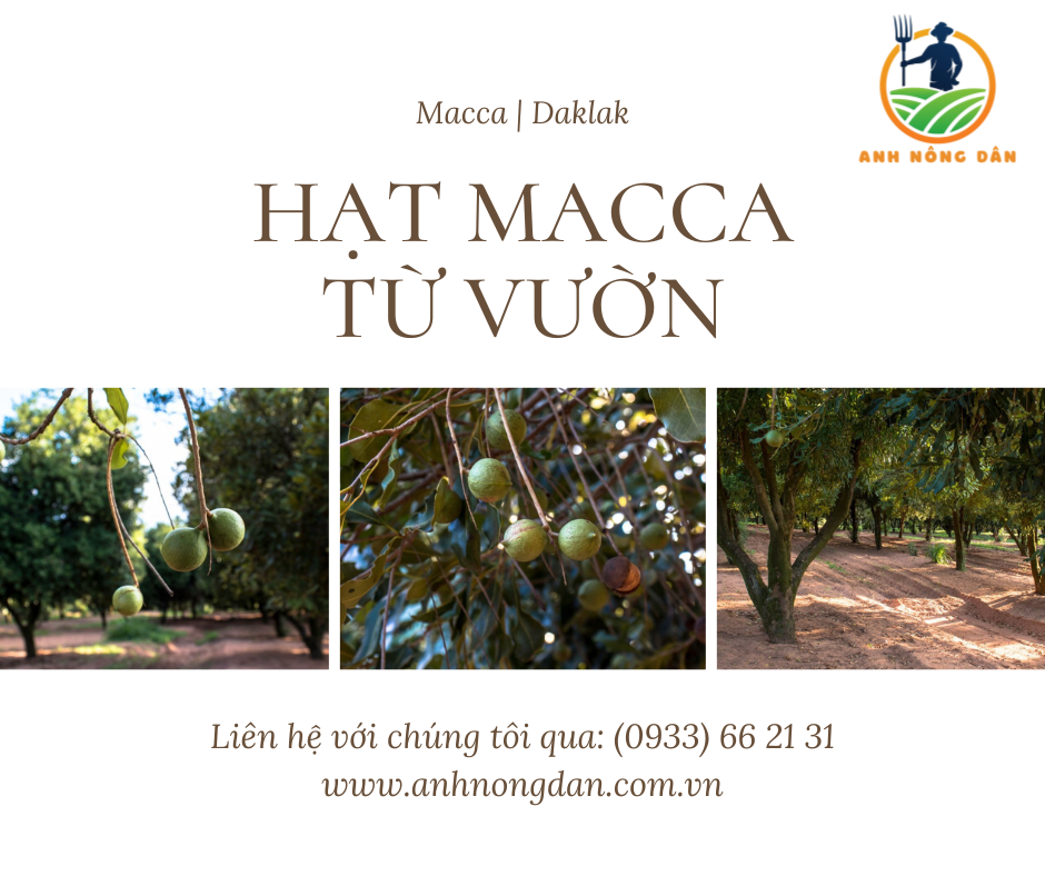 Ăn hạt macca có tốt không? - Anh Nông Dân